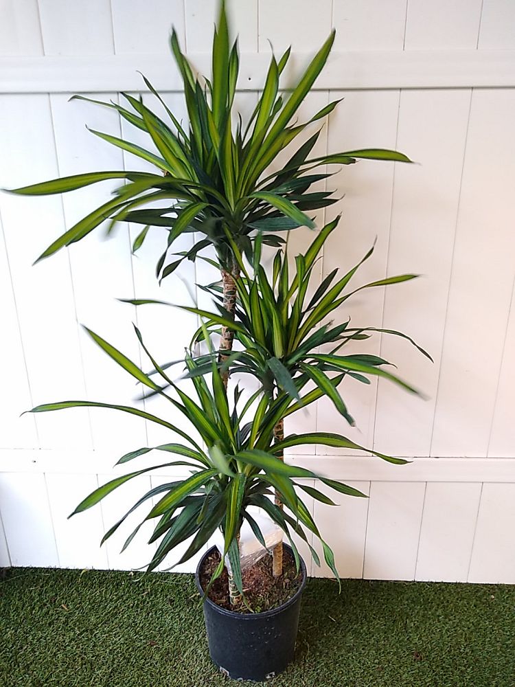 Rikki Cane Plant | PlantVine