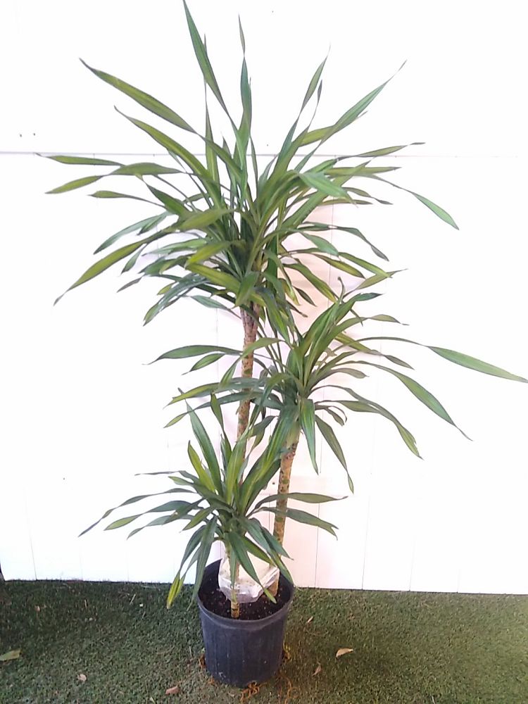 Rikki Cane Plant | PlantVine