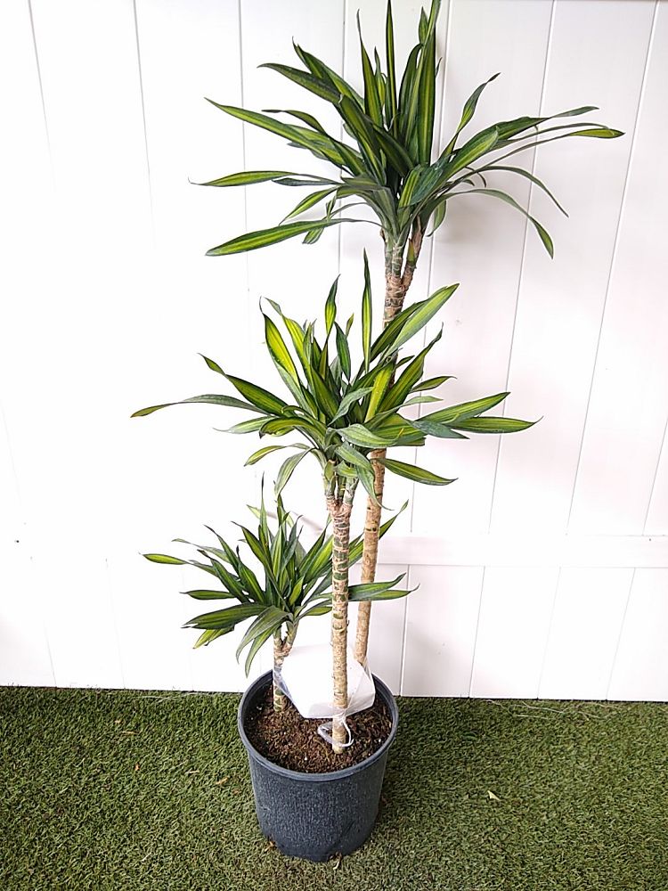 Rikki Cane Plant | PlantVine