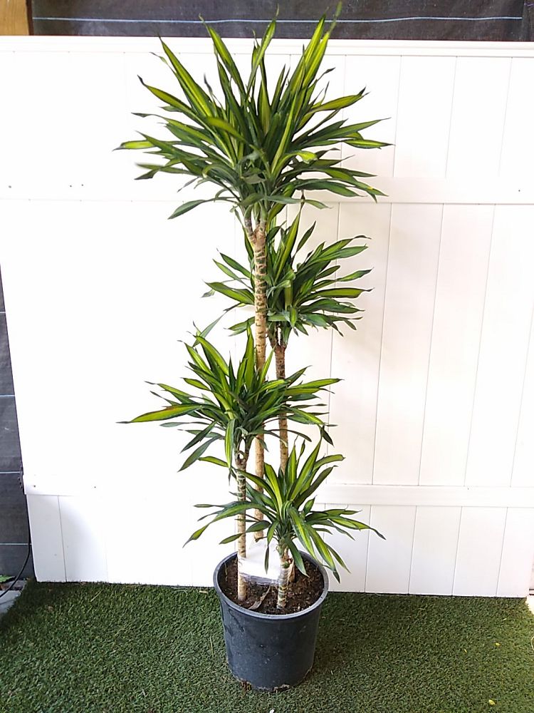 Rikki Cane Plant | PlantVine