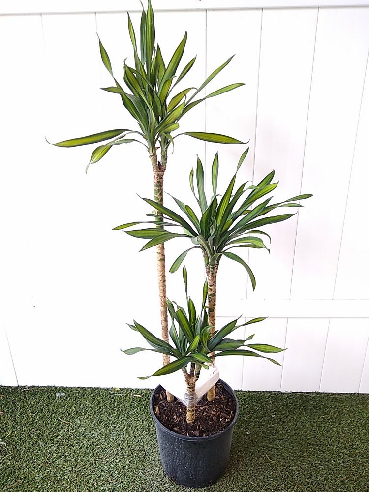 Rikki Cane Plant | PlantVine