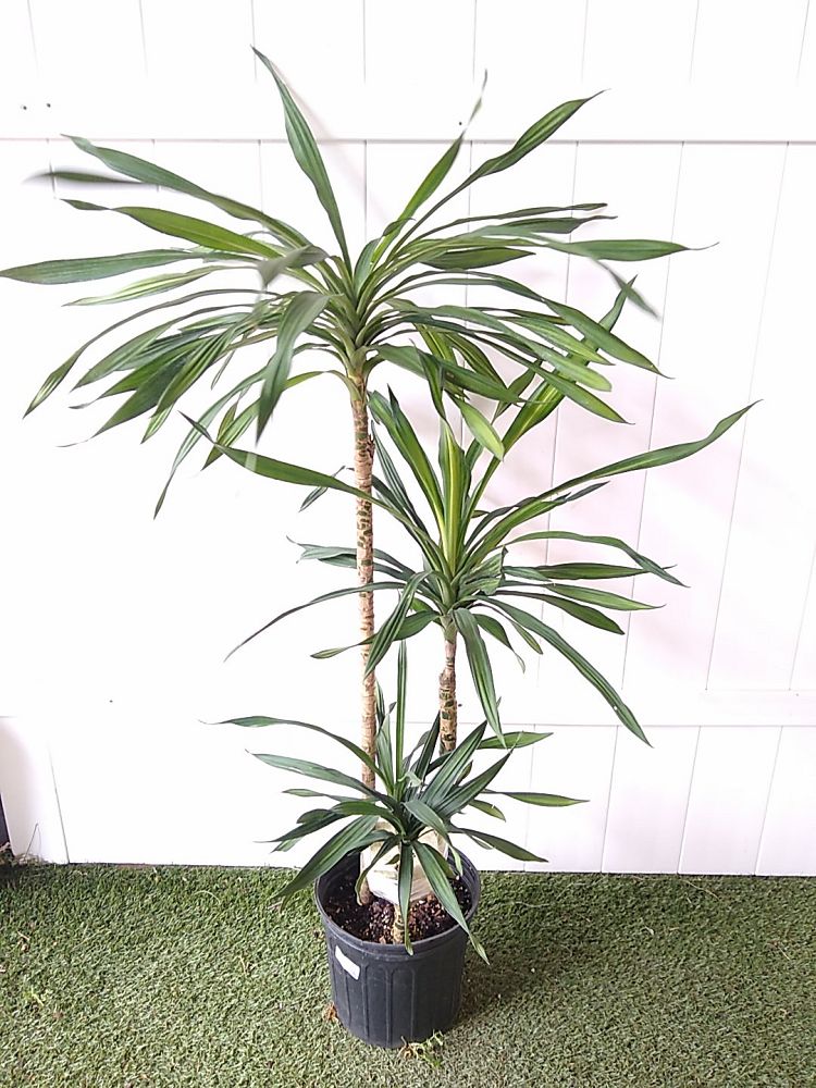 Rikki Cane Plant | PlantVine