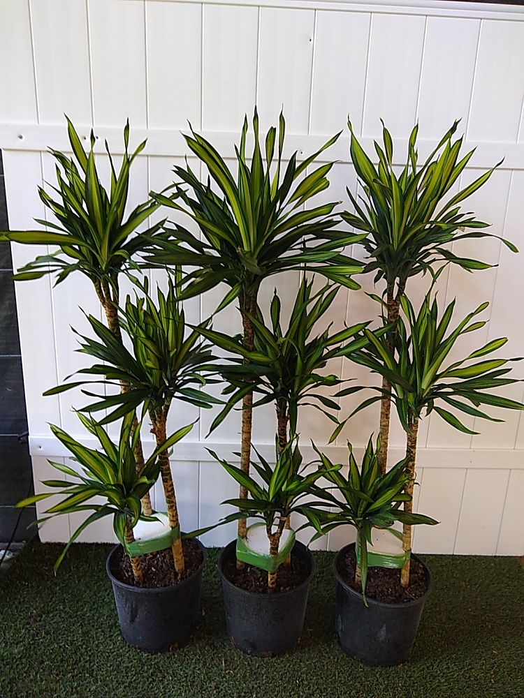 Rikki Cane Plant | PlantVine