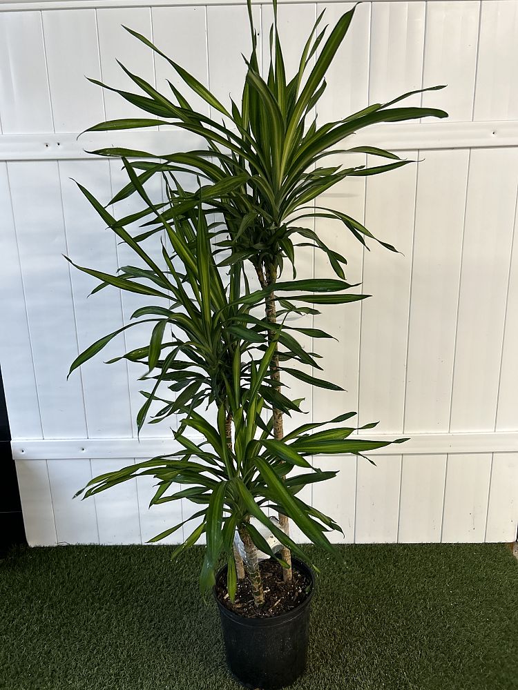 Rikki Cane Plant | PlantVine