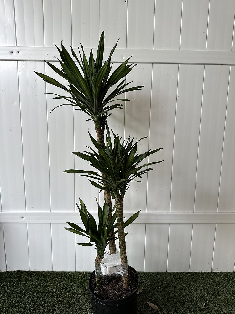 Rikki Cane Plant | PlantVine