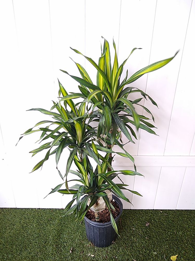 Dracaena fragrans ‘Rikki’, Dracaena deremensis ‘Rikki’ | PlantVine