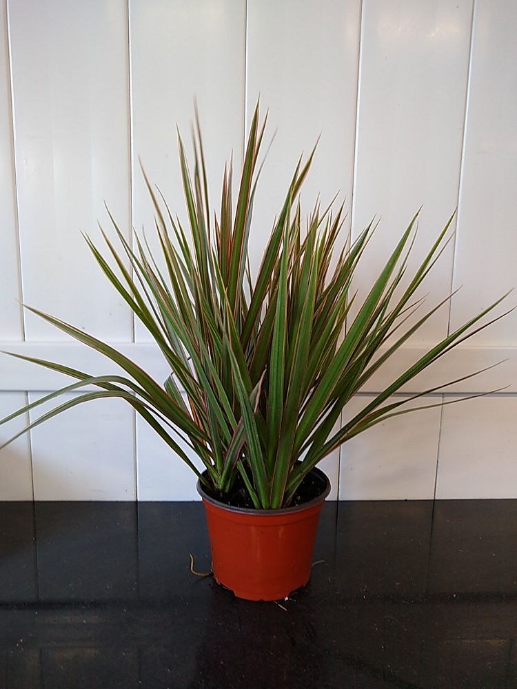 Dracaena marginata ‘Colorama’, Madagascar Dragon Tree | PlantVine