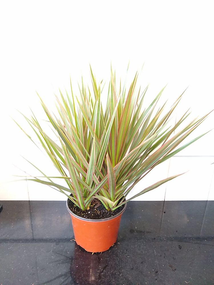 Dracaena marginata ‘Colorama’, Madagascar Dragon Tree | PlantVine