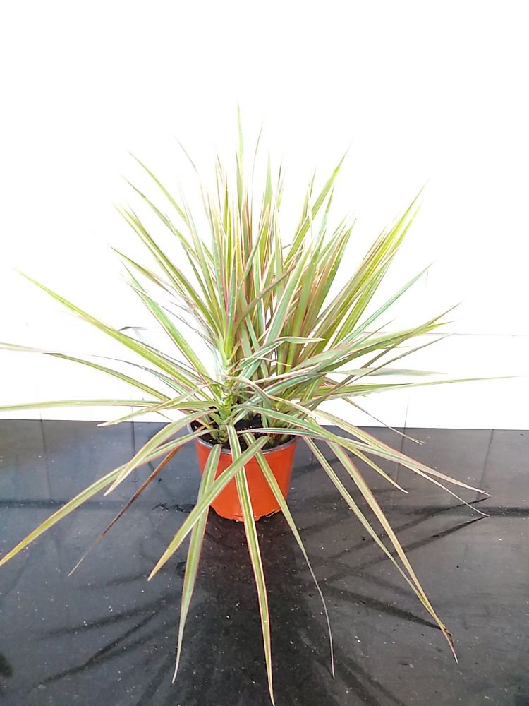 Dracaena marginata ‘Colorama’, Madagascar Dragon Tree | PlantVine