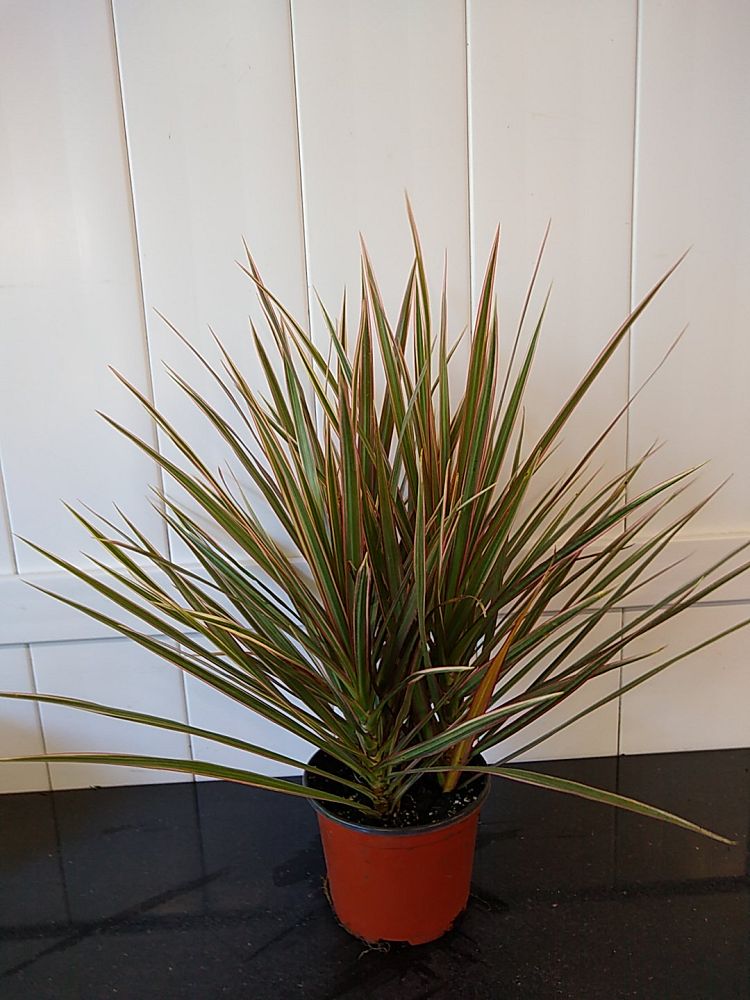 Dracaena marginata ‘Colorama’, Madagascar Dragon Tree | PlantVine