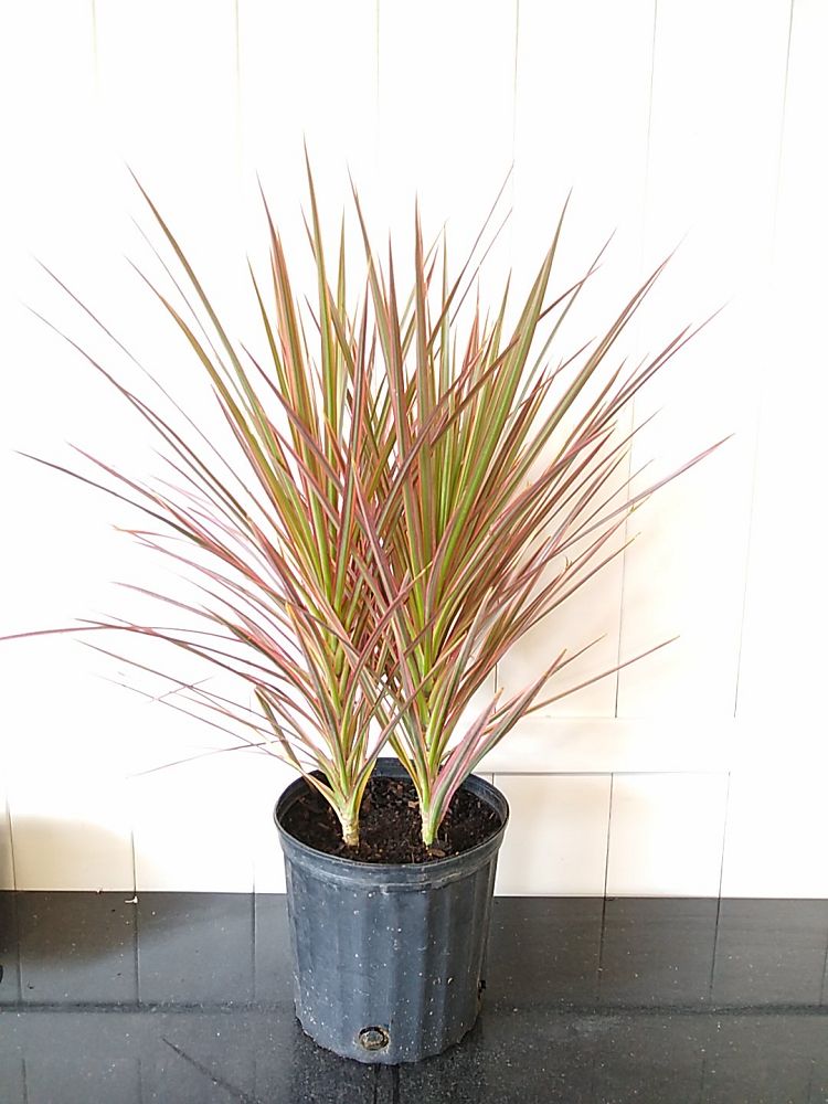 Dracaena marginata ‘Colorama’, Madagascar Dragon Tree | PlantVine