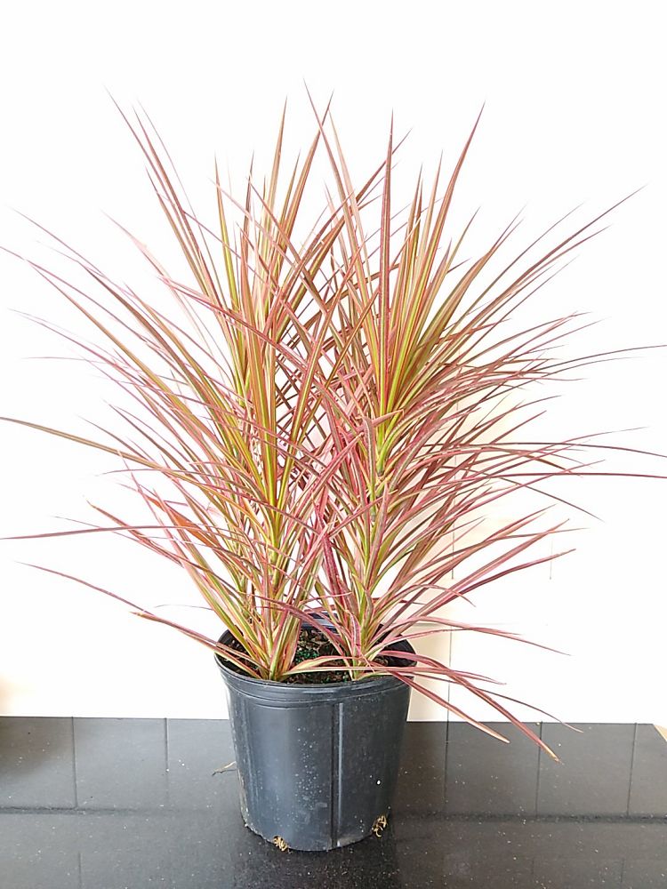 Dracaena marginata ‘Colorama’, Madagascar Dragon Tree | PlantVine