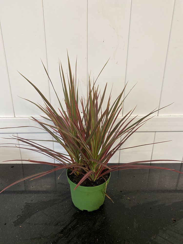 Dracaena marginata ‘Colorama’, Madagascar Dragon Tree | PlantVine