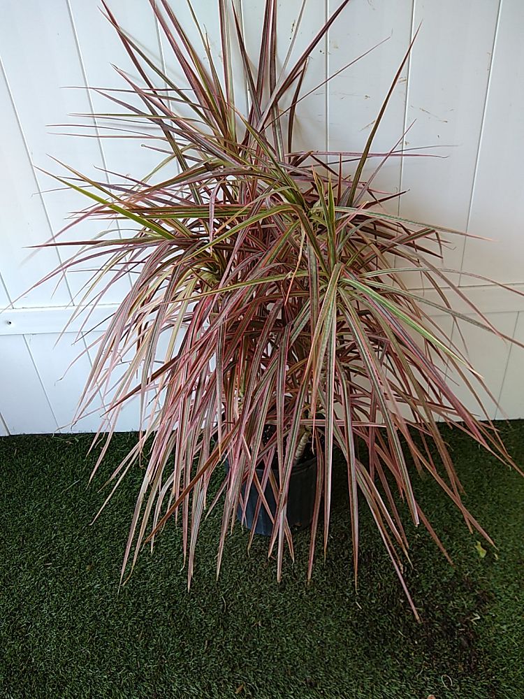 Dracaena marginata ‘Colorama’, Madagascar Dragon Tree | PlantVine