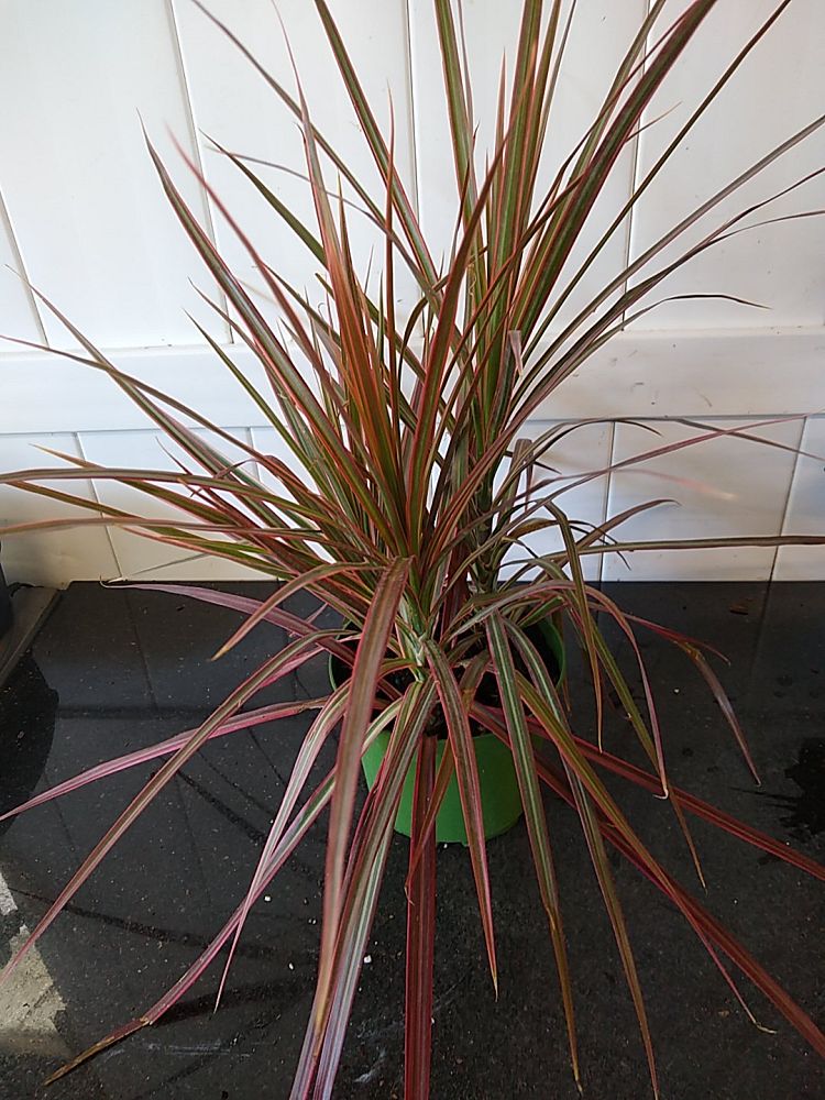 Dracaena marginata ‘Colorama’, Madagascar Dragon Tree | PlantVine