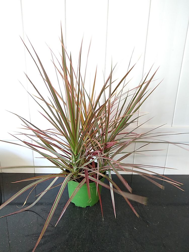Dracaena marginata ‘Colorama’, Madagascar Dragon Tree | PlantVine