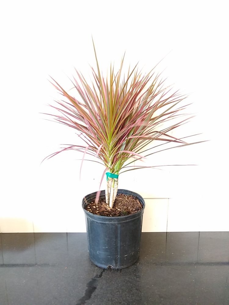 Dracaena marginata ‘Colorama’, Madagascar Dragon Tree | PlantVine