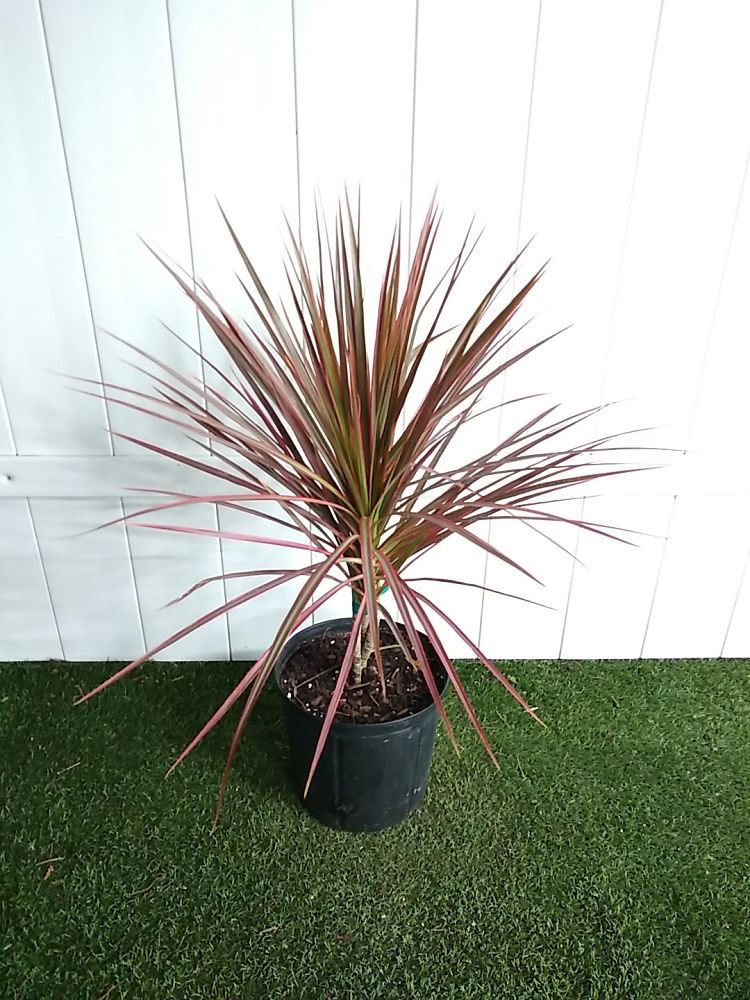 Dracaena marginata ‘Colorama’, Madagascar Dragon Tree | PlantVine
