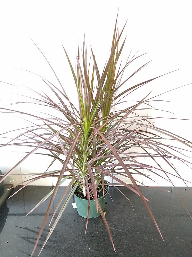Dracaena marginata ‘Colorama’, Madagascar Dragon Tree | PlantVine