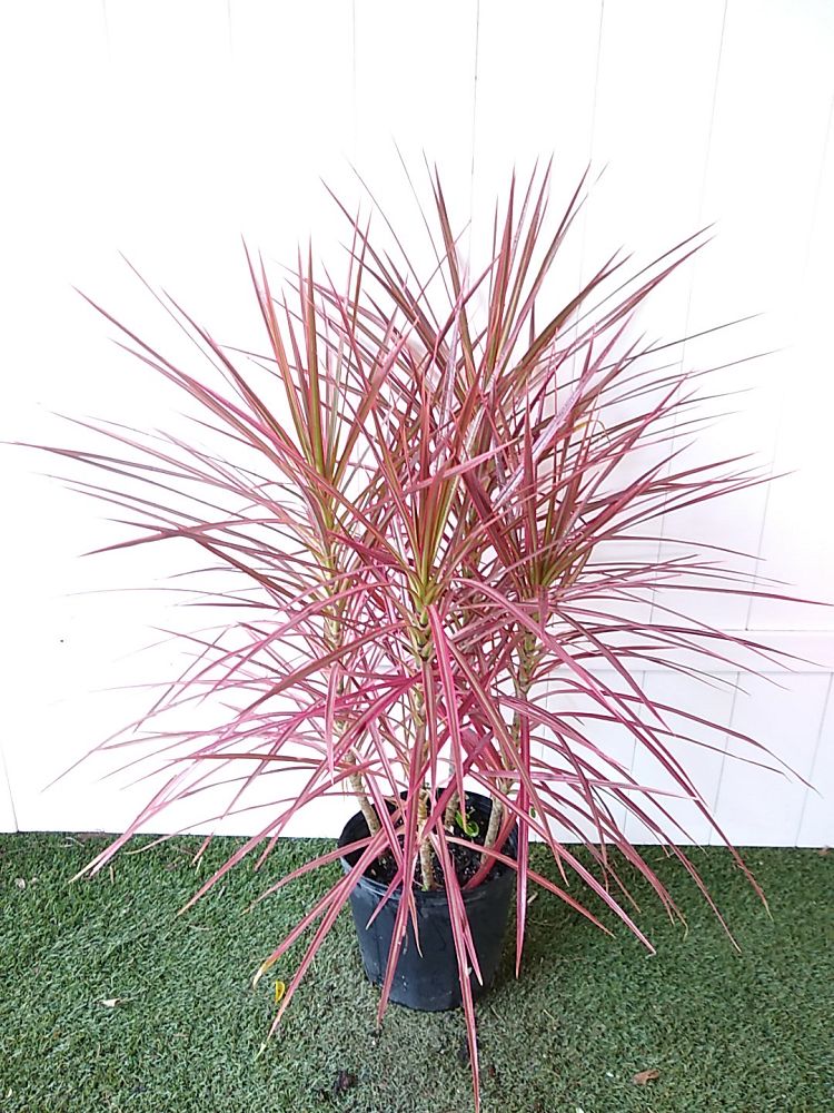 Dracaena marginata ‘Colorama’, Madagascar Dragon Tree | PlantVine