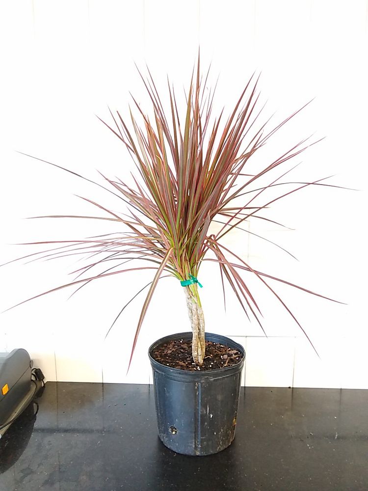 Dracaena marginata ‘Colorama’, Madagascar Dragon Tree | PlantVine