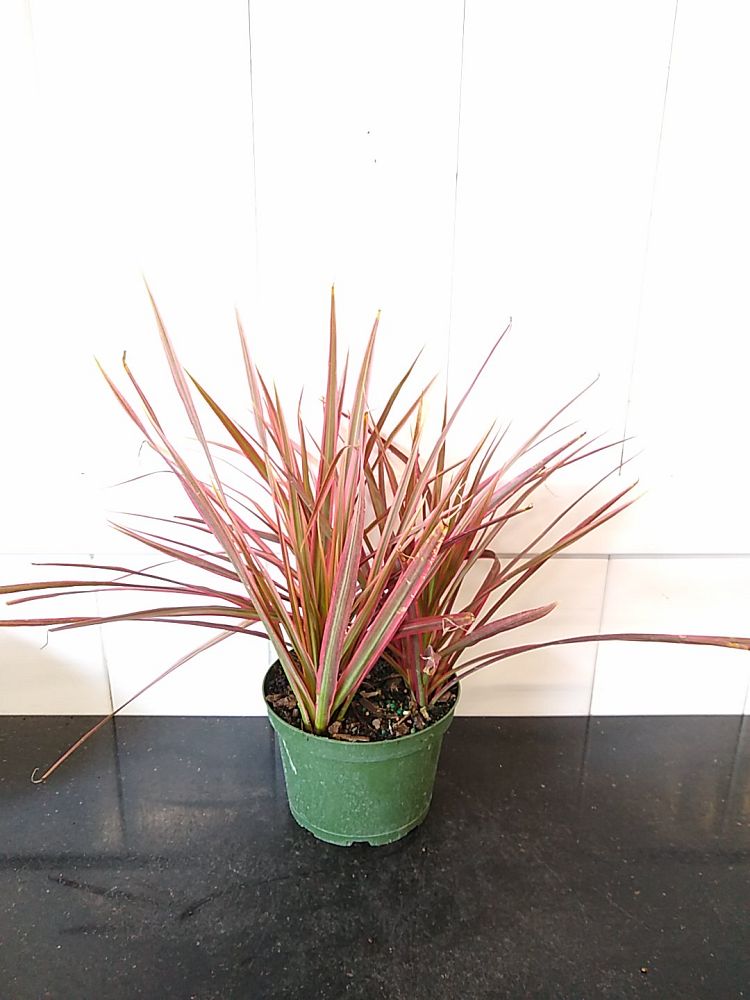 Dracaena marginata ‘Colorama’ | PlantVine