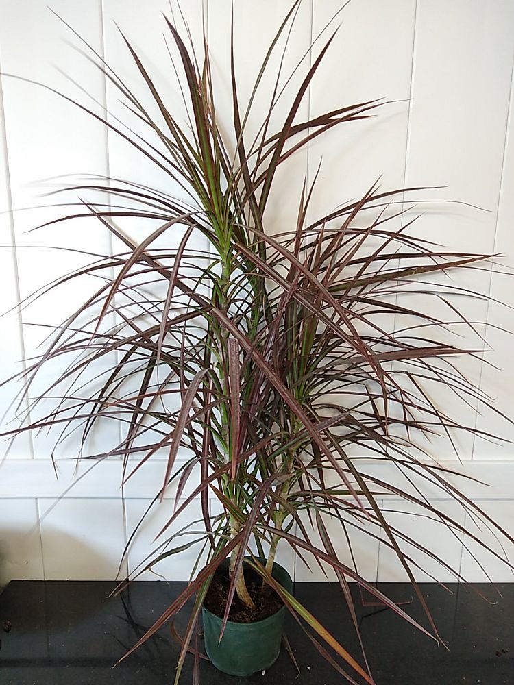 Dracaena marginata ‘Colorama’ | PlantVine