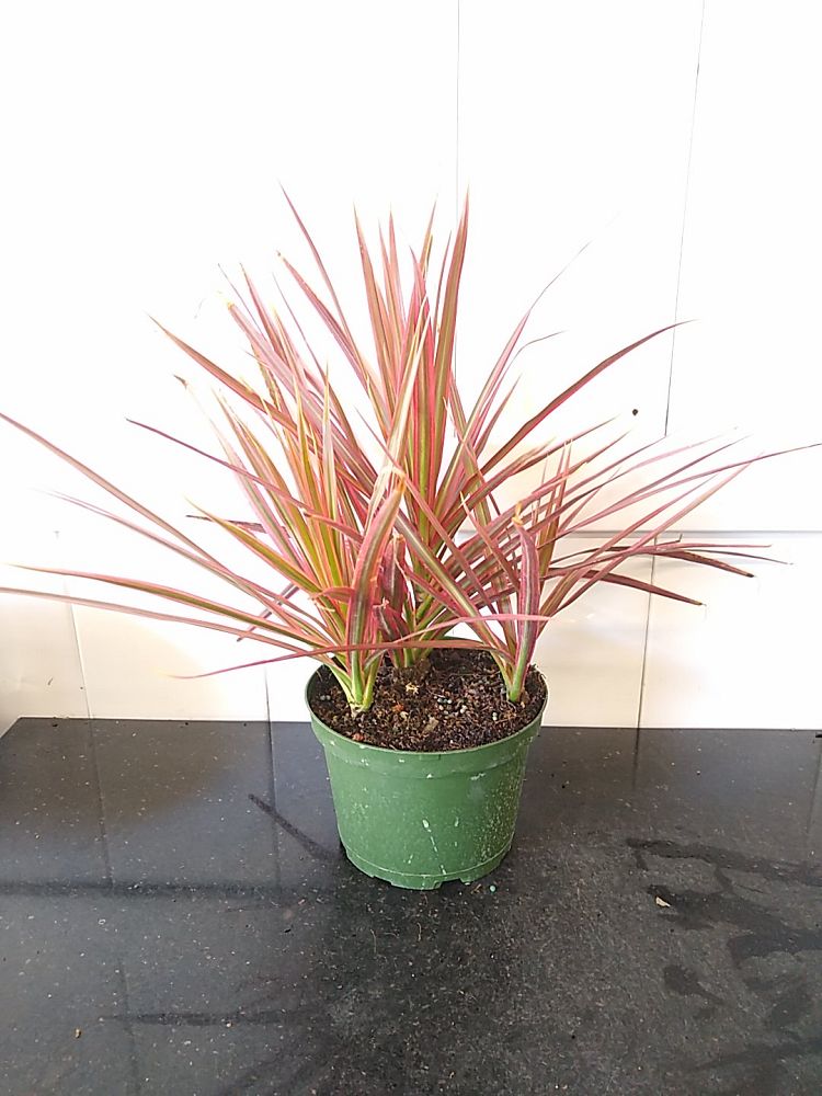 Dracaena marginata ‘Colorama’ | PlantVine