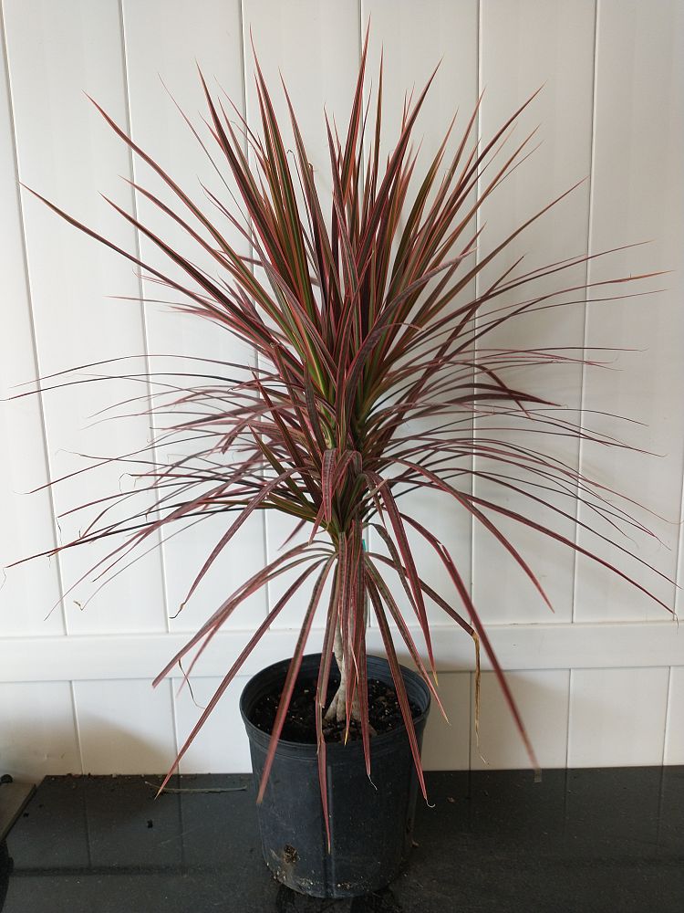 Dracaena marginata ‘Colorama’ | PlantVine