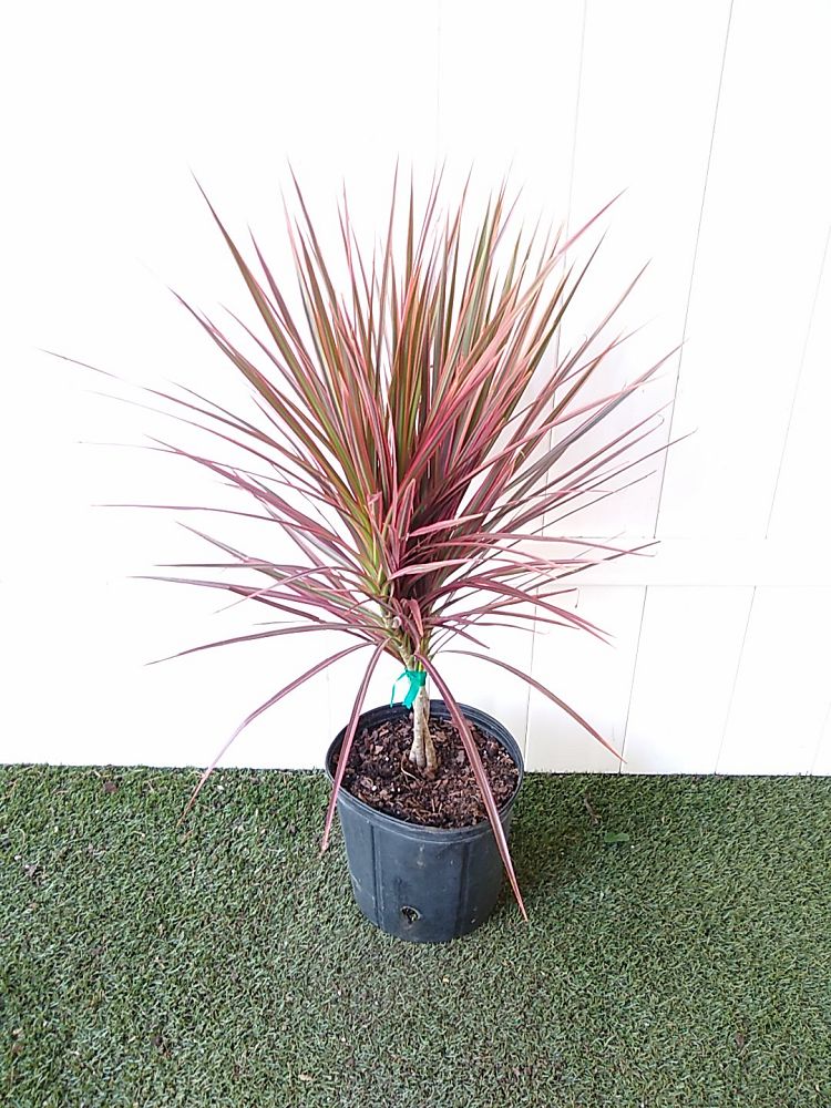 Dracaena marginata ‘Colorama’ | PlantVine