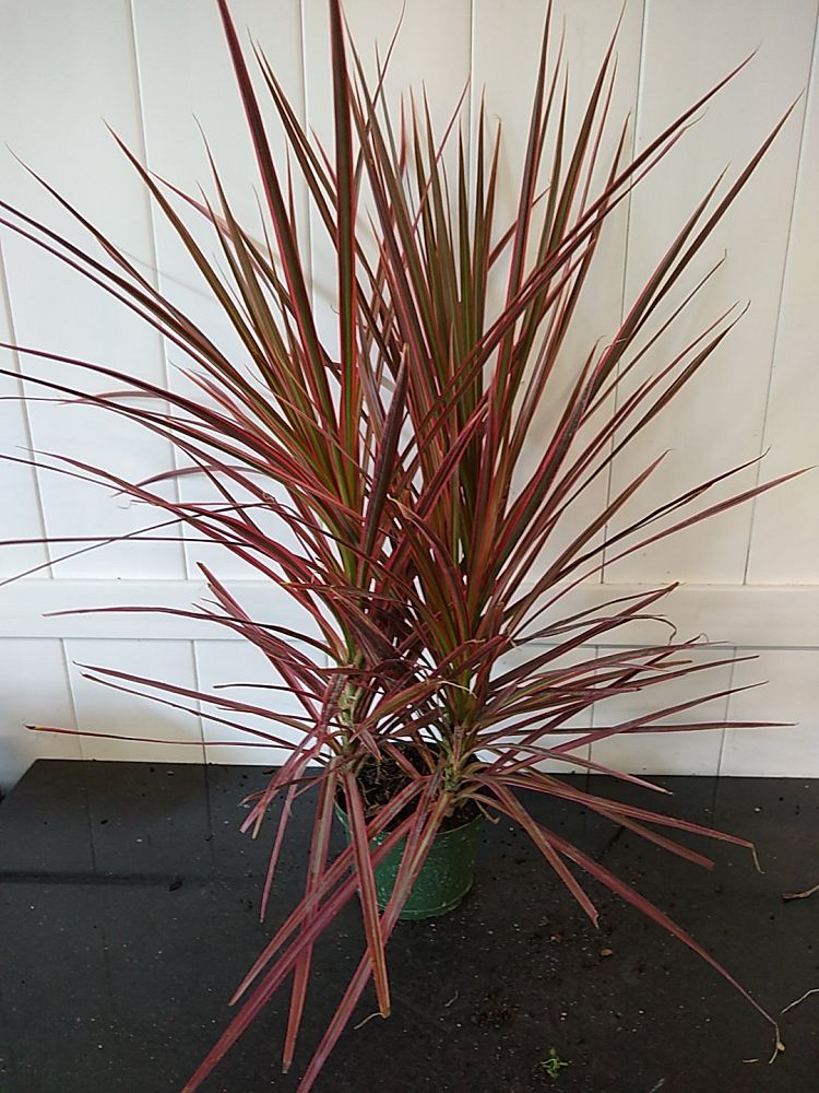 Dracaena marginata ‘Colorama’ | PlantVine