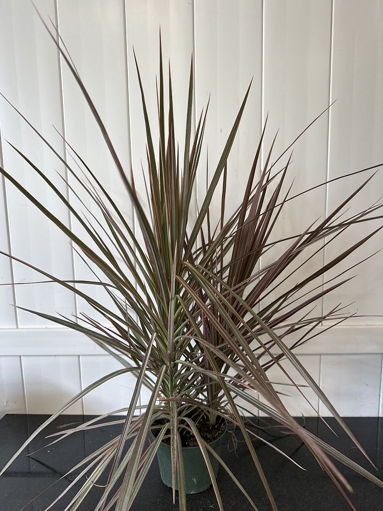 Dracaena marginata ‘Colorama’ | PlantVine