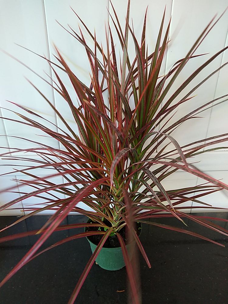 Dracaena marginata ‘Colorama’ | PlantVine