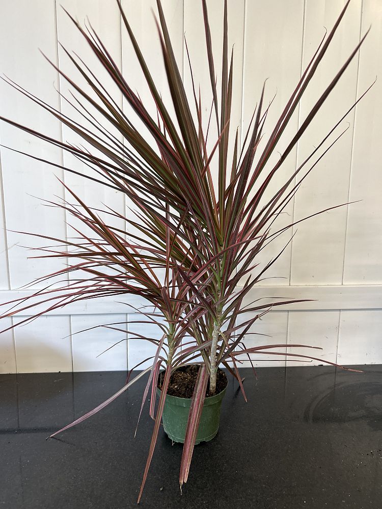 Dracaena marginata ‘Colorama’ | PlantVine