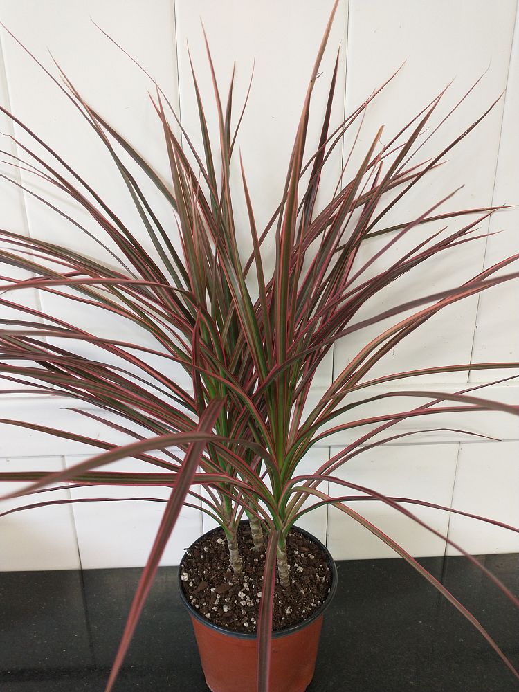 Dracaena marginata ‘Colorama’ | PlantVine