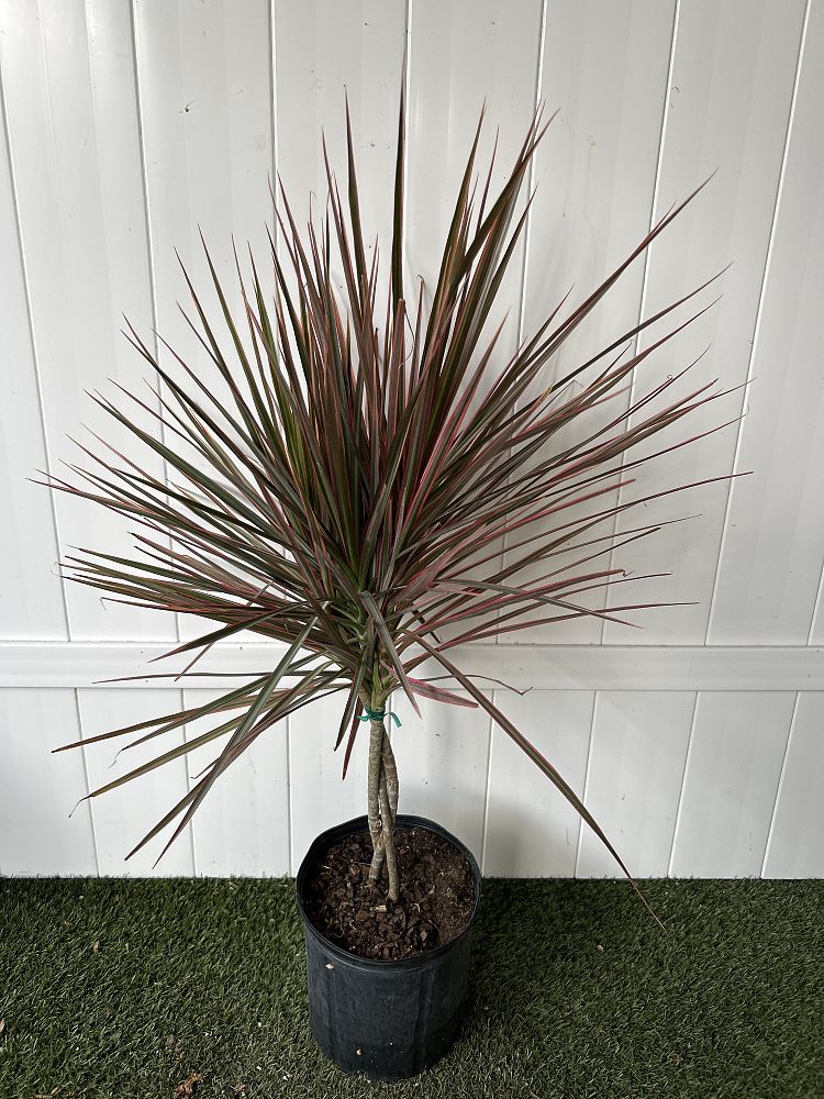Dracaena marginata ‘Colorama’ | PlantVine