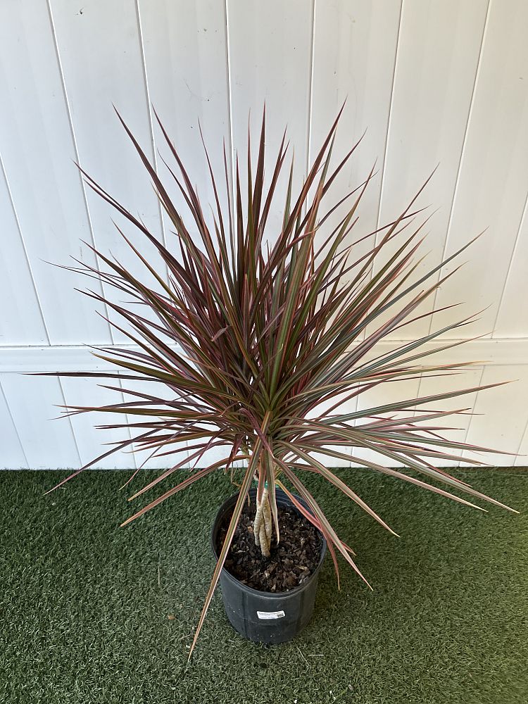 Dracaena marginata ‘Colorama’ | PlantVine