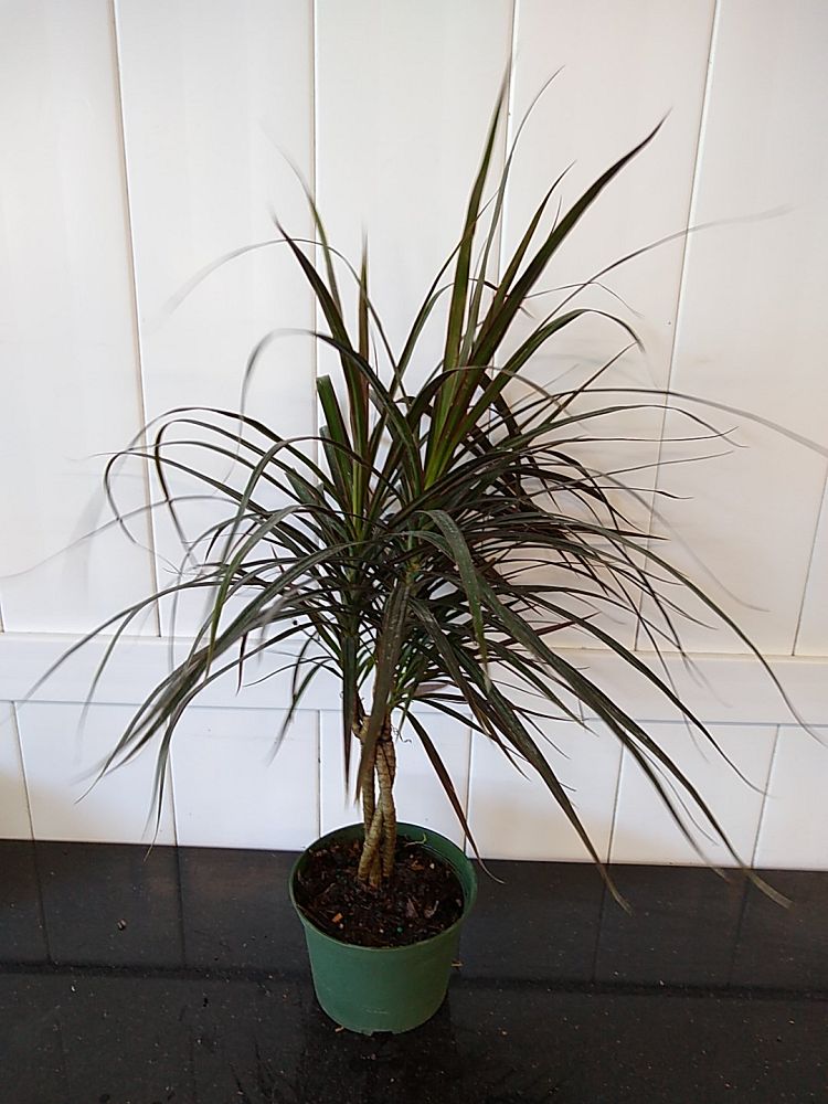 Dracaena marginata ‘Magenta’, Madagascar Dragon Tree | PlantVine