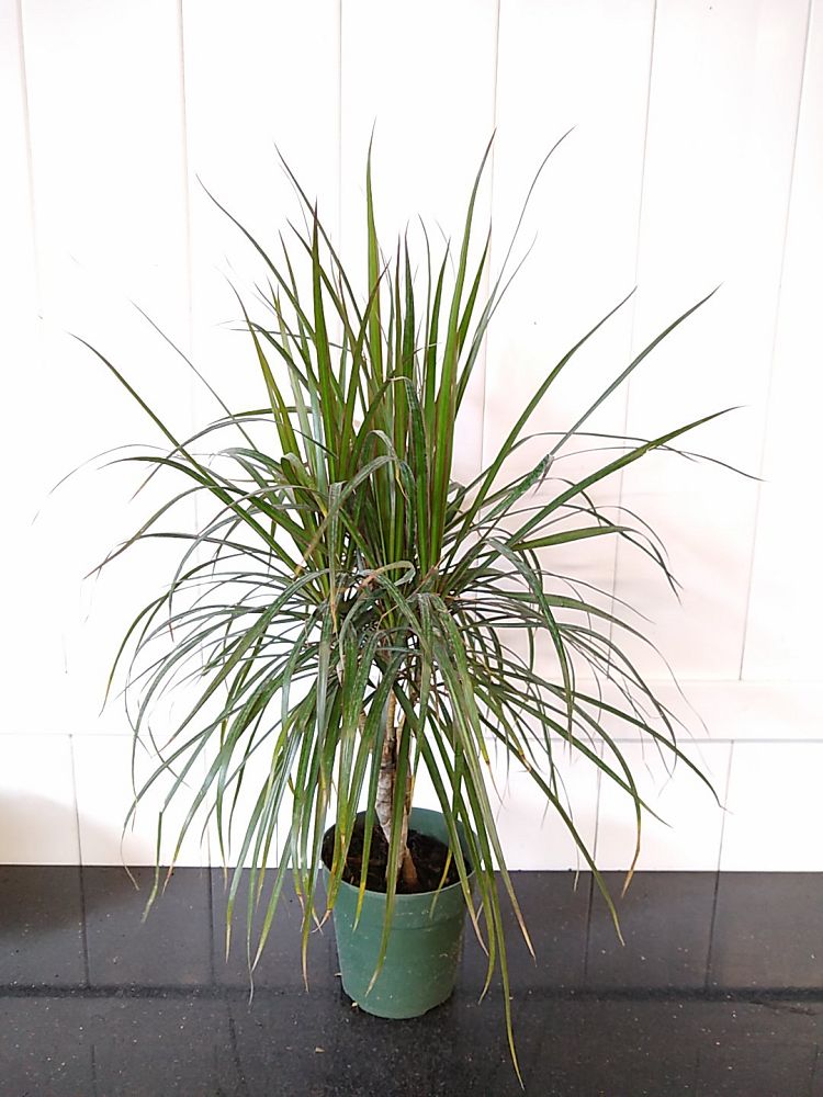 Dracaena marginata ‘Magenta’, Madagascar Dragon Tree | PlantVine