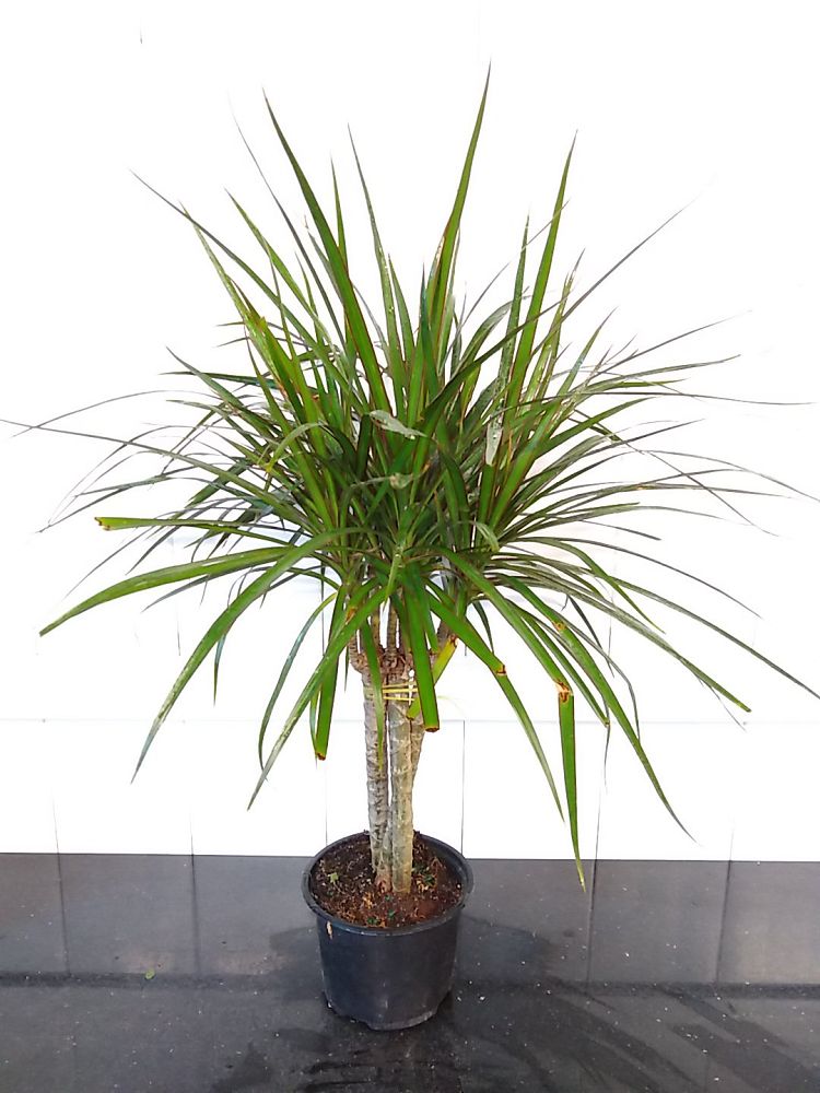 Dracaena marginata ‘Magenta’, Madagascar Dragon Tree | PlantVine