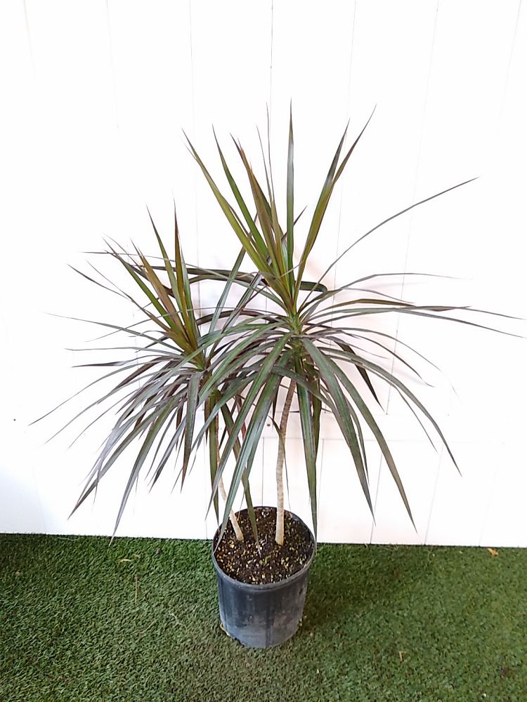 Dracaena marginata ‘Magenta’, Madagascar Dragon Tree | PlantVine