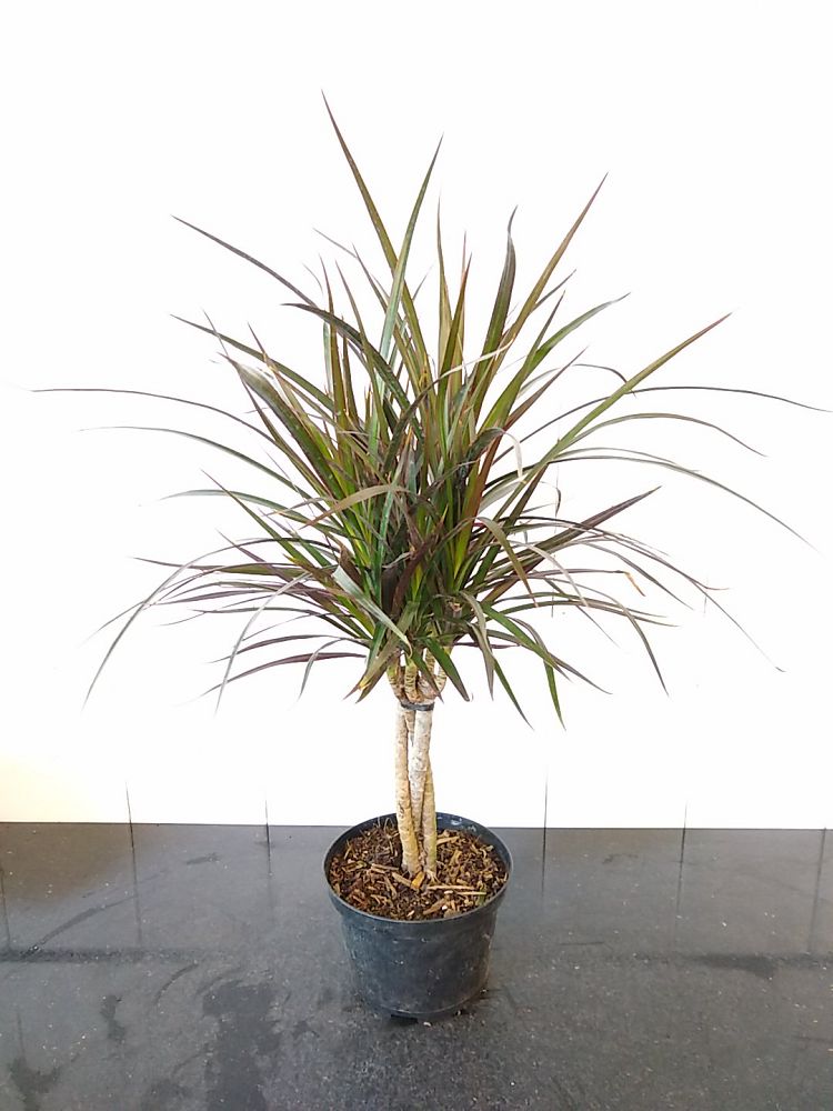 Dracaena marginata ‘Magenta’, Madagascar Dragon Tree | PlantVine