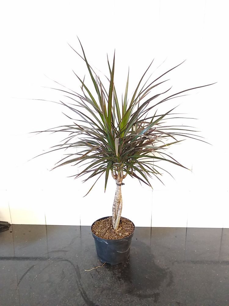 Dracaena marginata ‘Magenta’, Madagascar Dragon Tree | PlantVine
