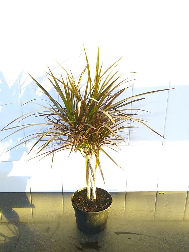 Dracaena marginata ‘Magenta’, Madagascar Dragon Tree | PlantVine