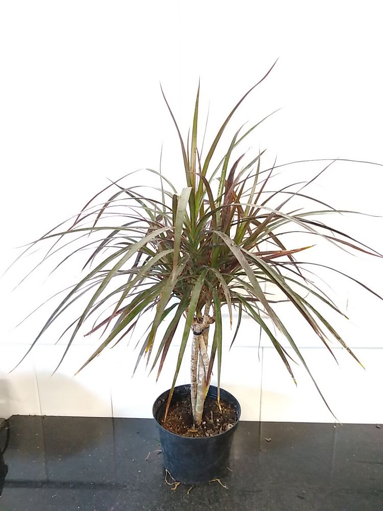 Dracaena marginata ‘Magenta’ | PlantVine