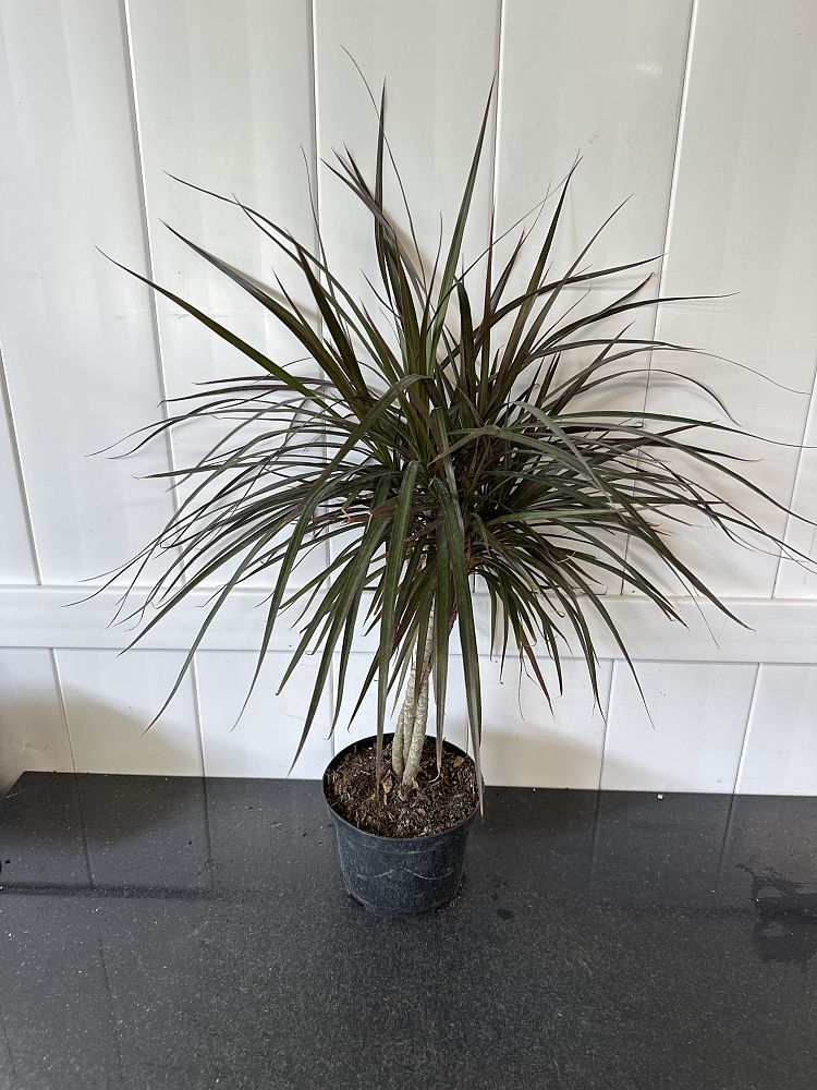 Dracaena marginata ‘Magenta’ | PlantVine