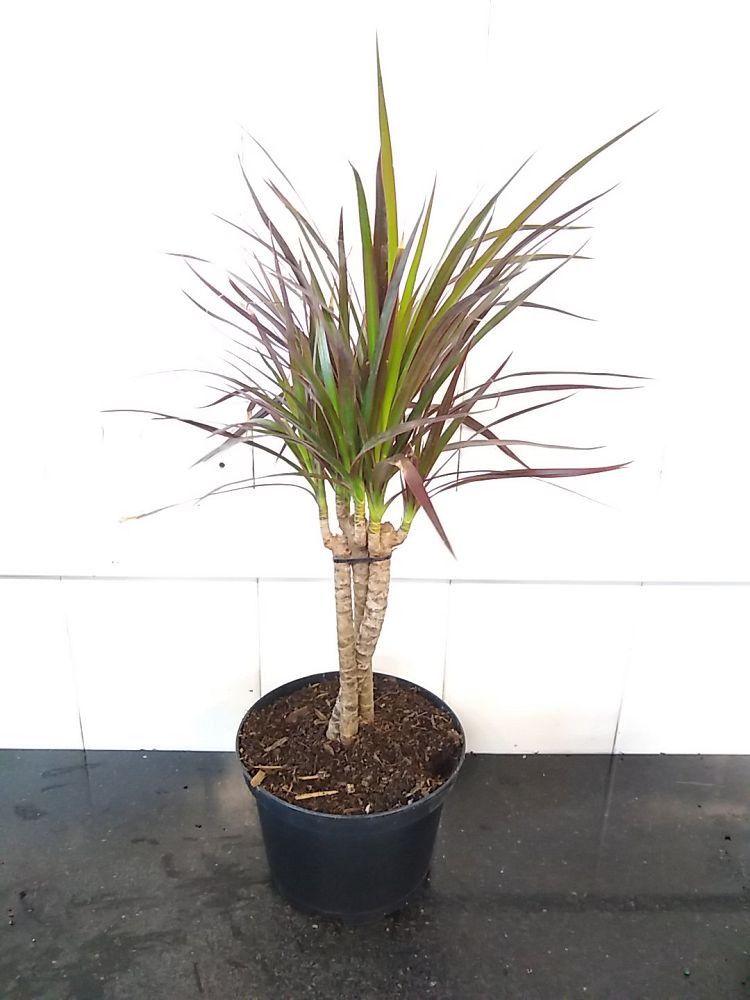 Dracaena marginata ‘Magenta’ | PlantVine