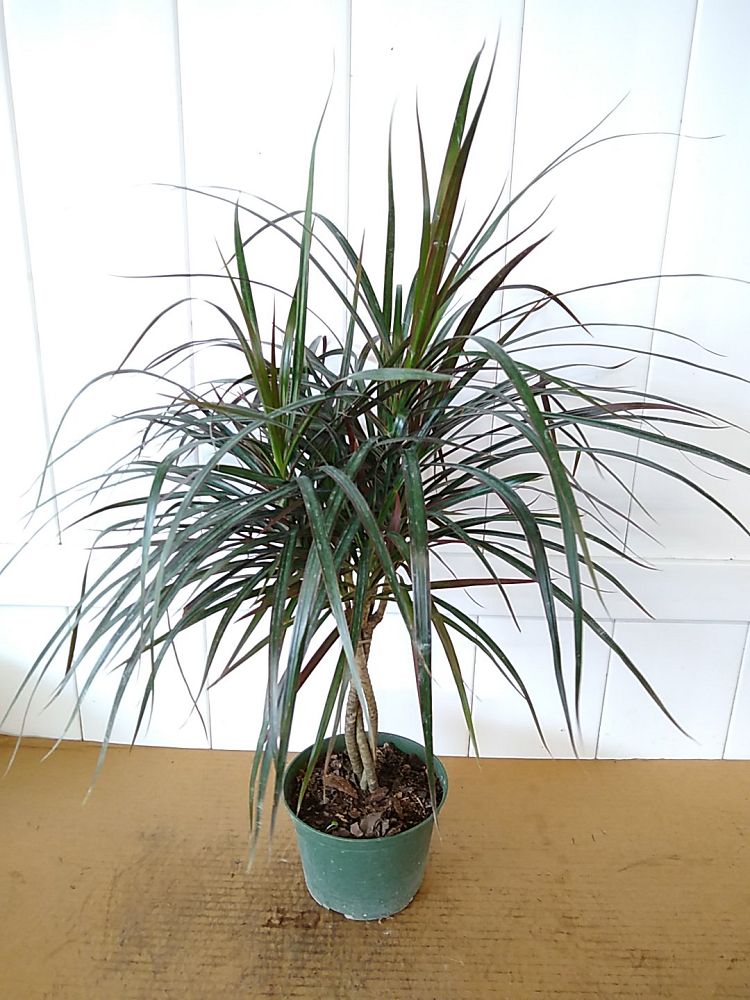 Dracaena marginata ‘Magenta’, Madagascar Dragon Tree | PlantVine