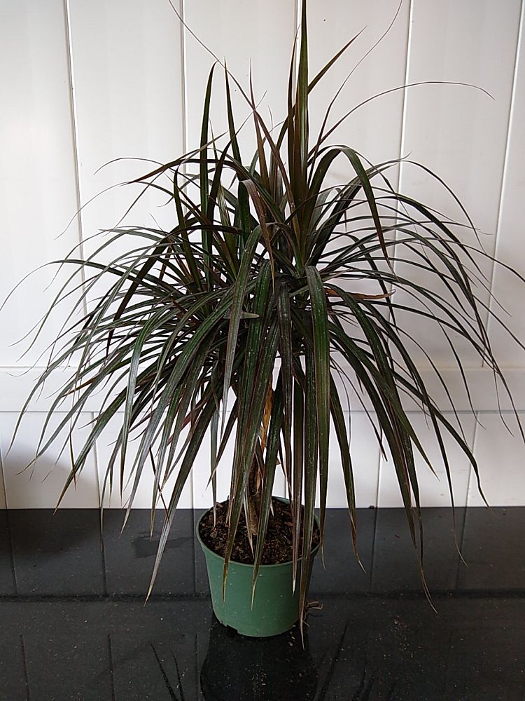Dracaena marginata ‘Magenta’, Madagascar Dragon Tree | PlantVine
