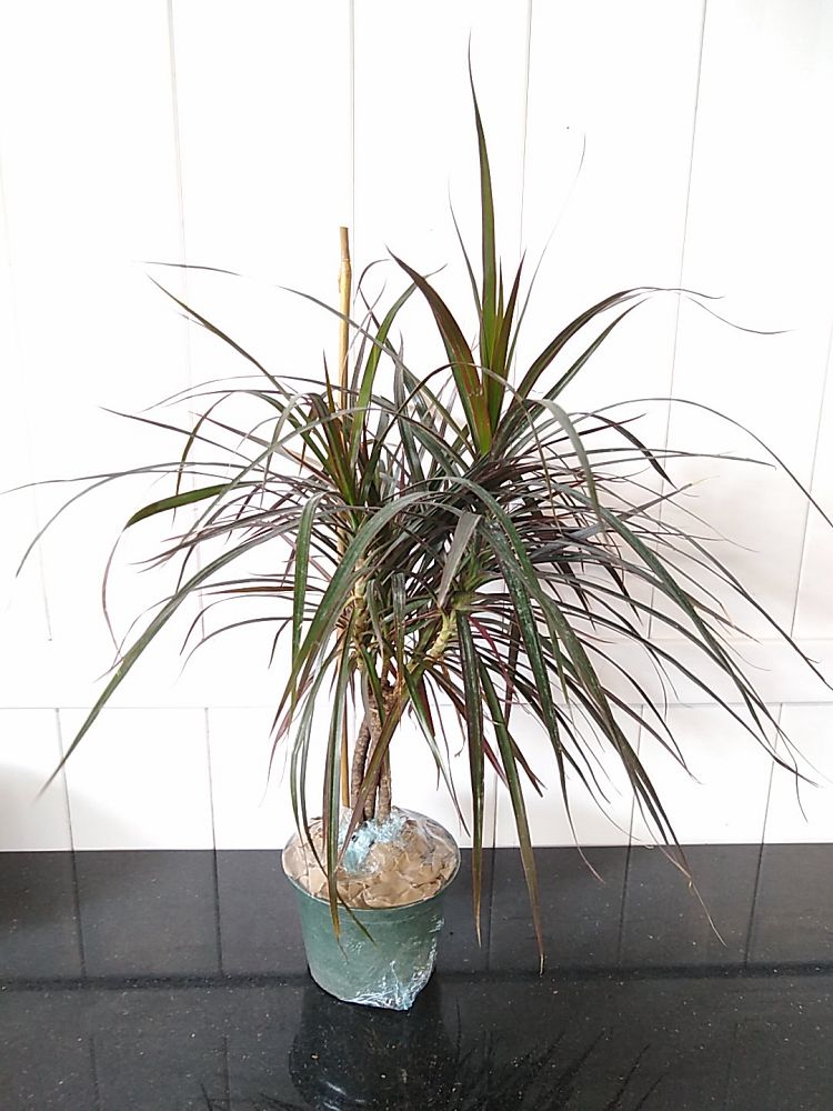 Dracaena marginata ‘Magenta’, Madagascar Dragon Tree | PlantVine
